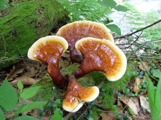 Reishi Ganoderma - Blahodárné houby